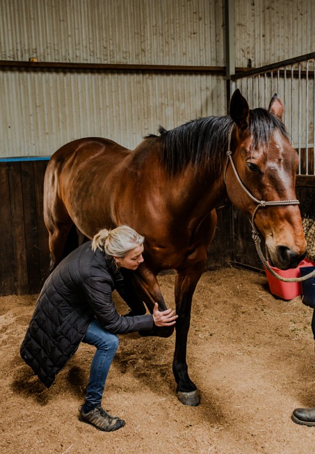 EQ1900: Equine Functional Posture - Level 1 - EquiLearn Institute